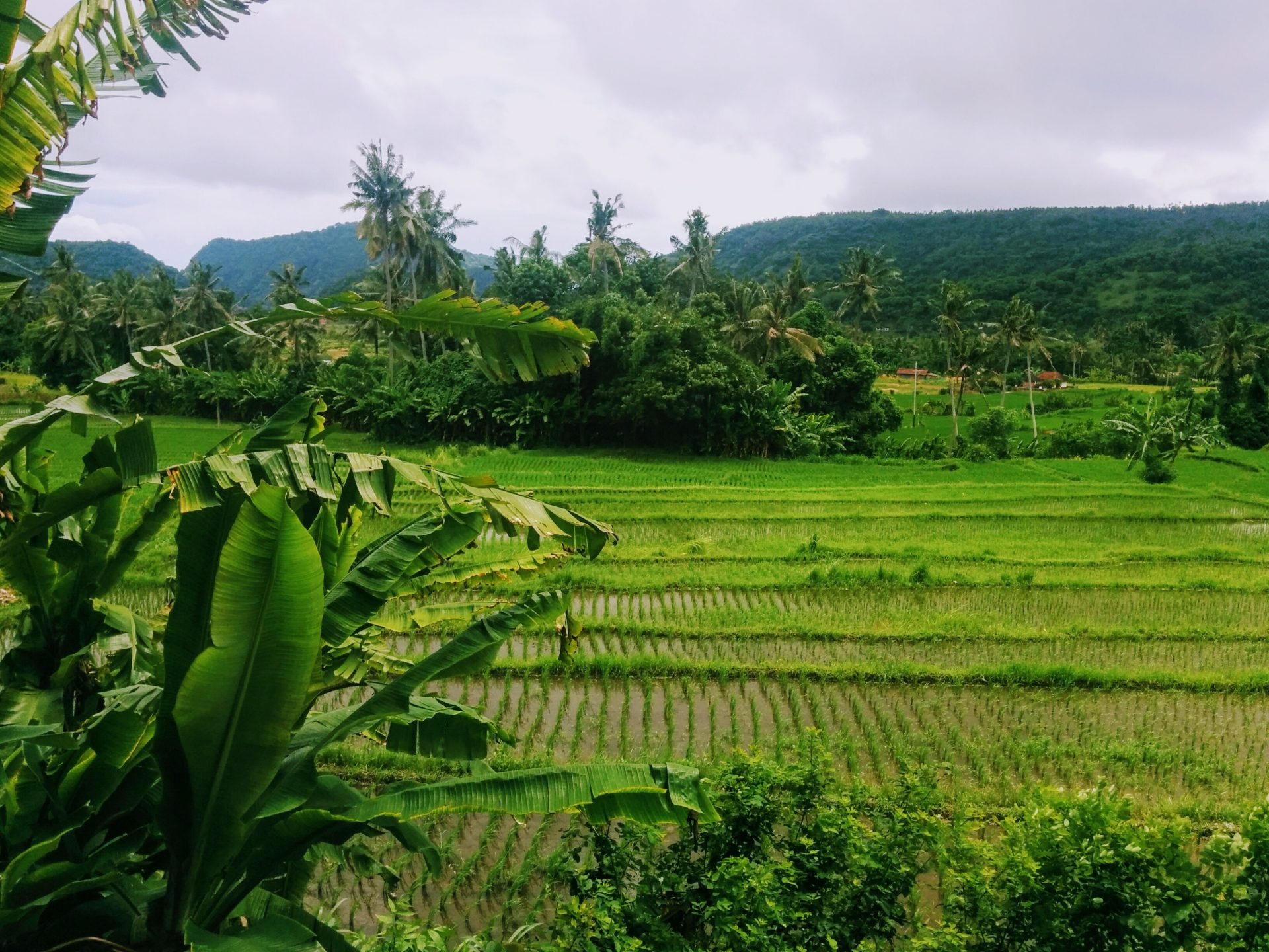 Le risaie di Bali e il metodo Subak, patrimonio UNESCO - Viaggi in ...