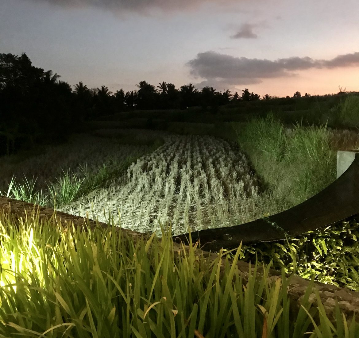 Le risaie di Bali e il metodo Subak, patrimonio UNESCO - Viaggi in ...