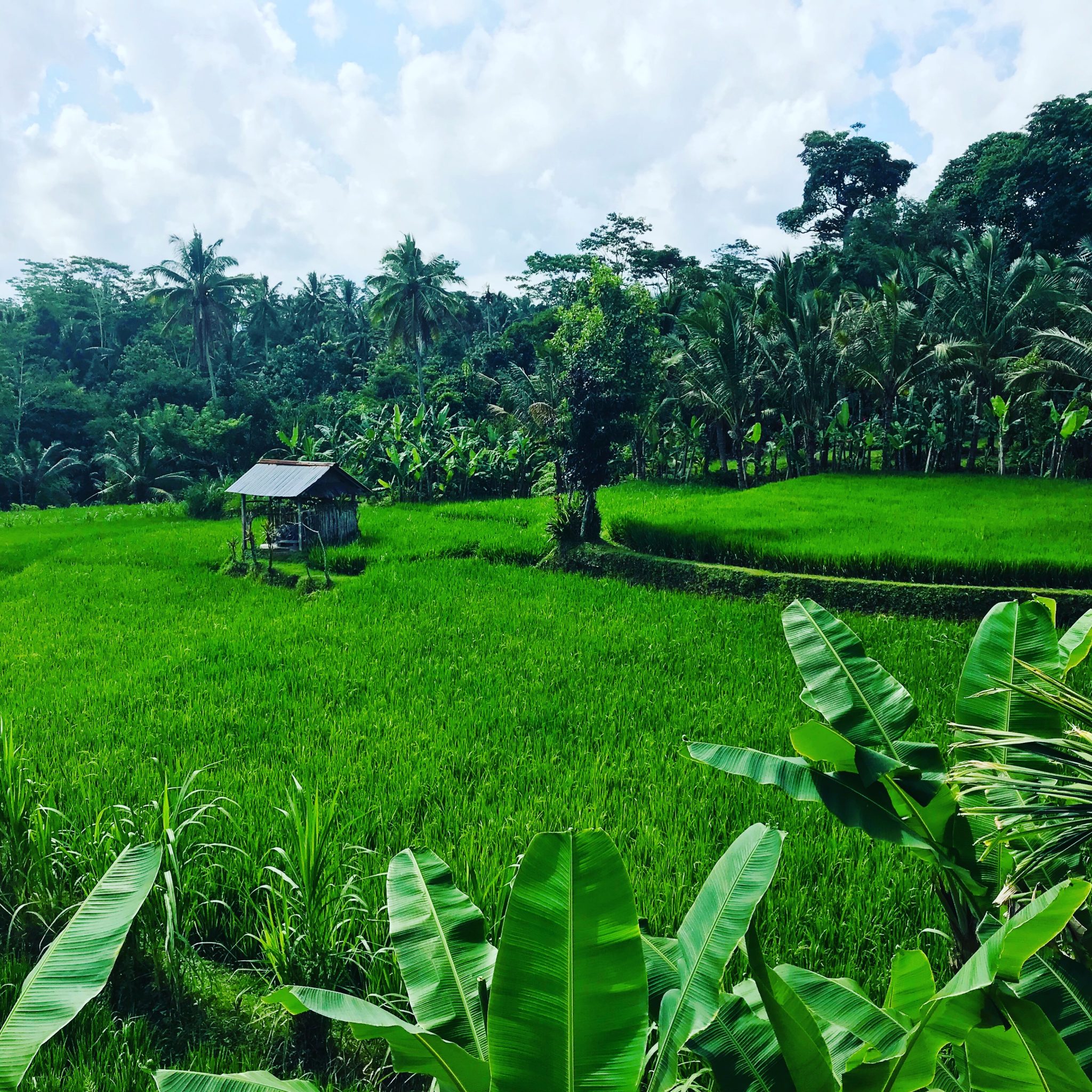 Le risaie di Bali e il metodo Subak, patrimonio UNESCO - Viaggi in ...